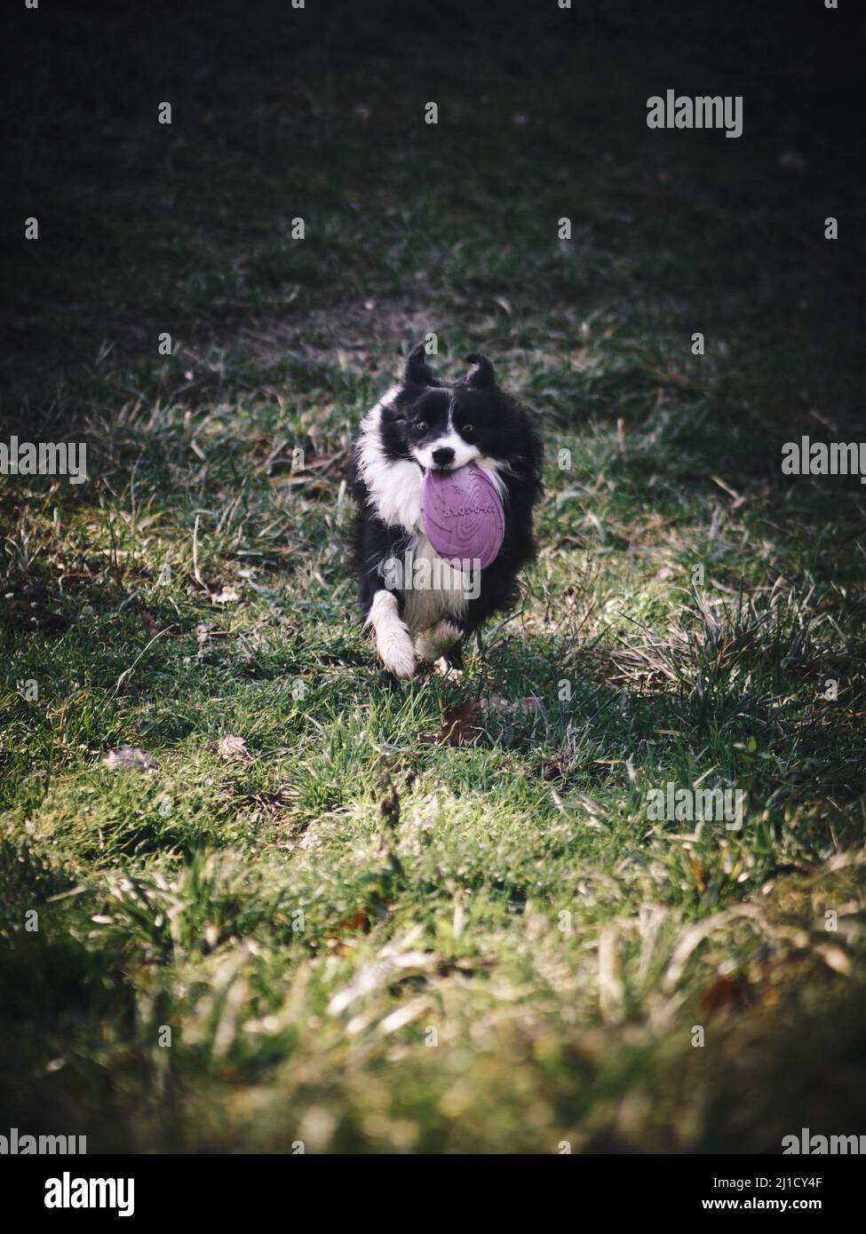 A vertical shot of a Border Collie dog with a purple disc running in a ...