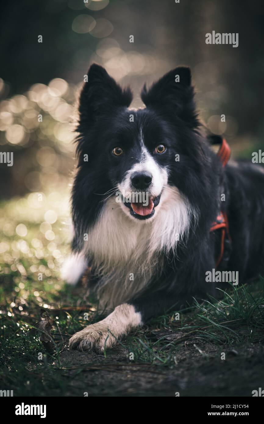 A vertical shot of a Border Collie dog lying on the lawn in a park ...
