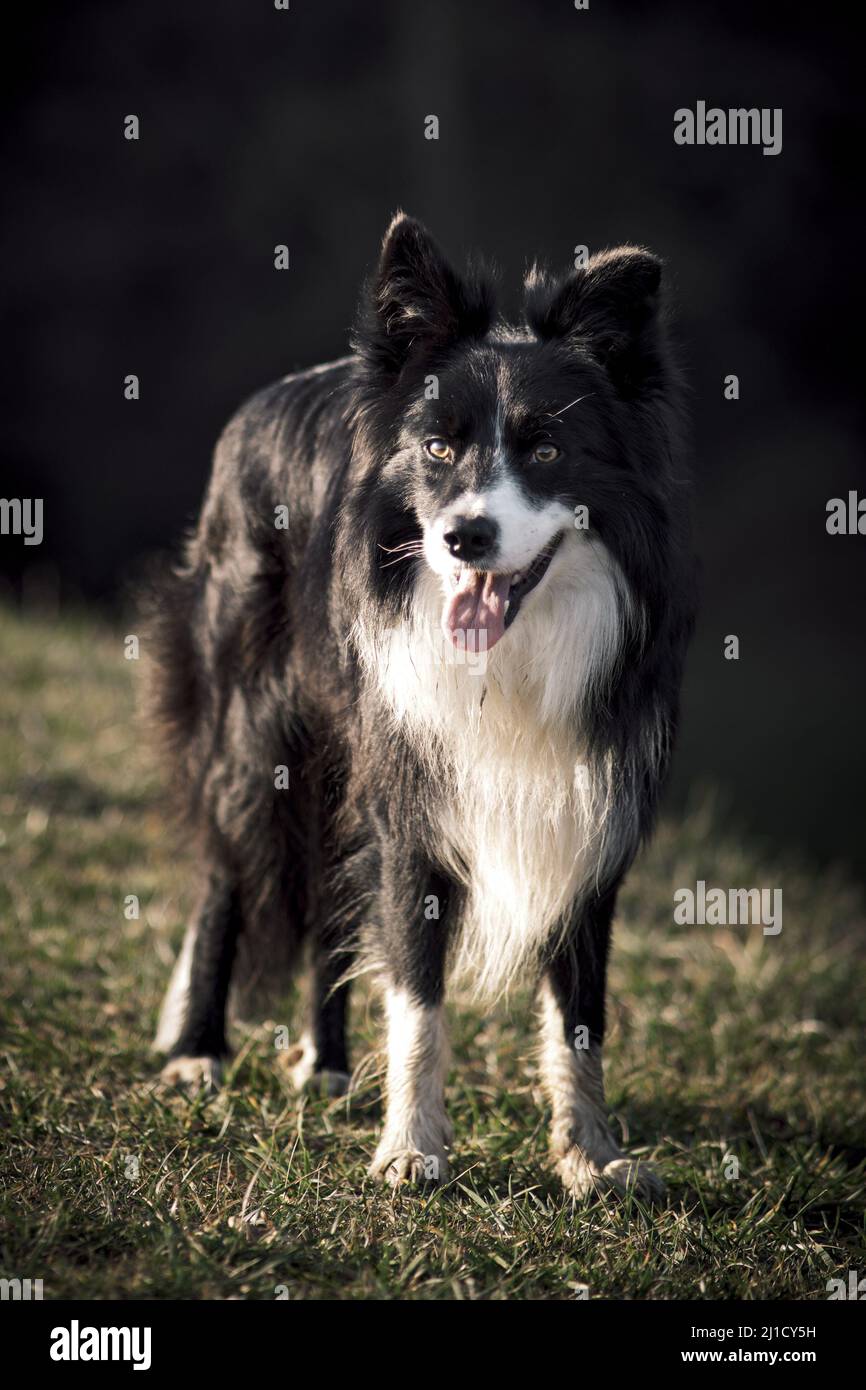 A vertical shot of a Border Collie dog on the lawn in a park Stock ...