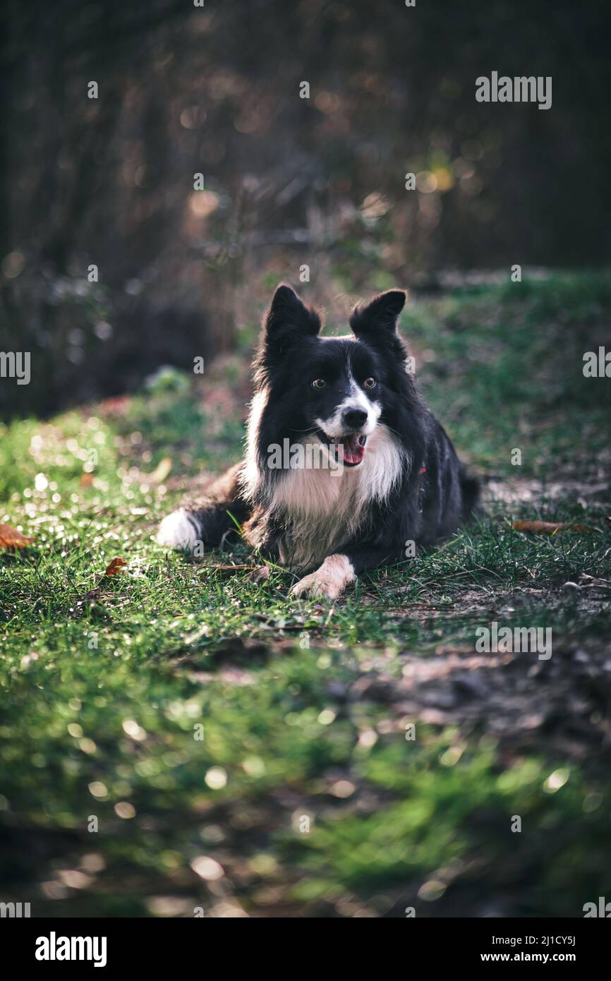 A vertical shot of a Border Collie dog lying on the lawn in a park ...