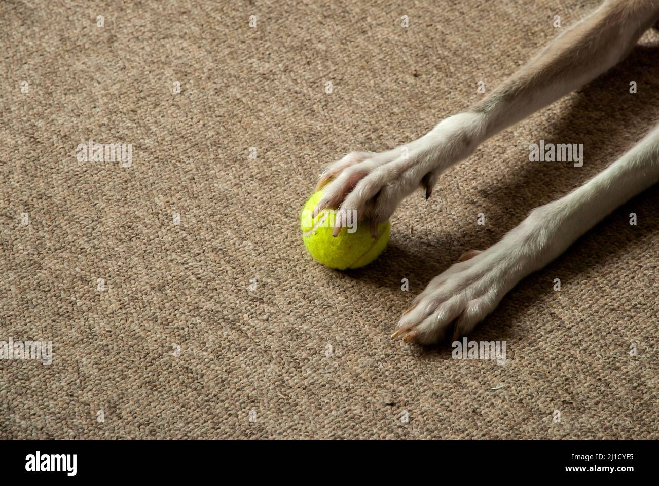 Dog legs closeup with tennis ball as toy Stock Photo - Alamy