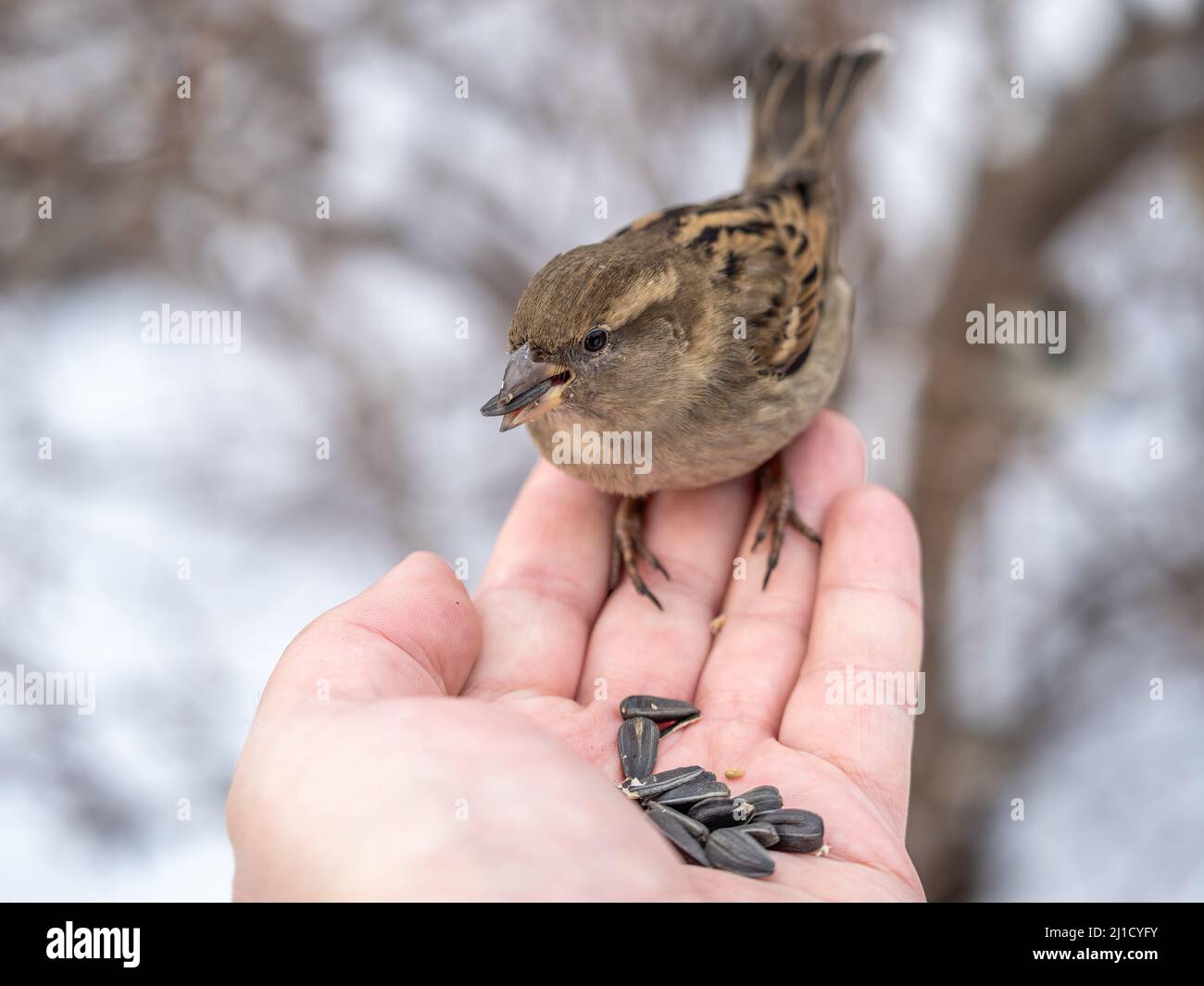 Sparrow eats seeds from a man's hand. A Sparrow bird sitting on the ...