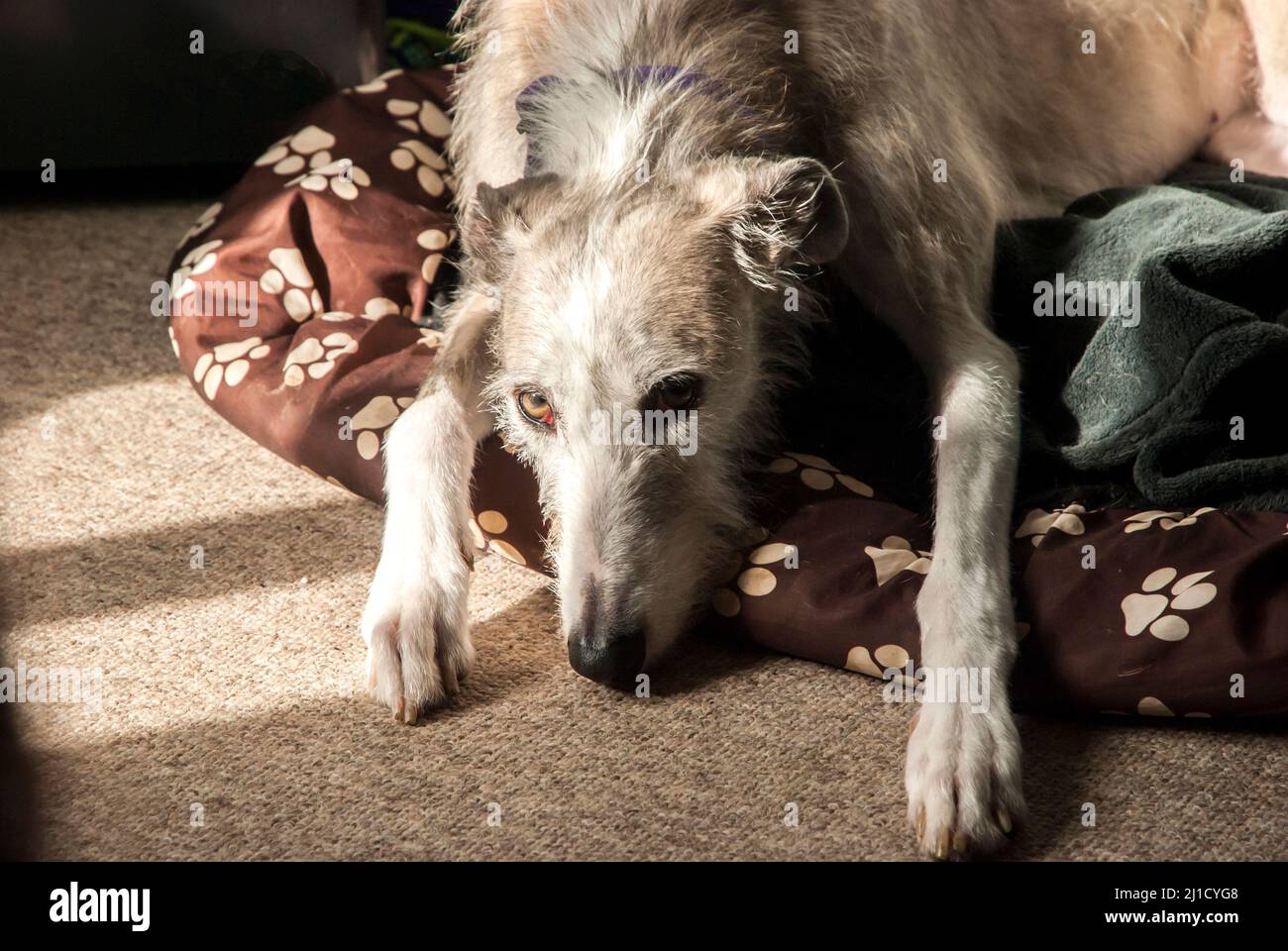 Lurcher dog head hi-res stock photography and images - Alamy