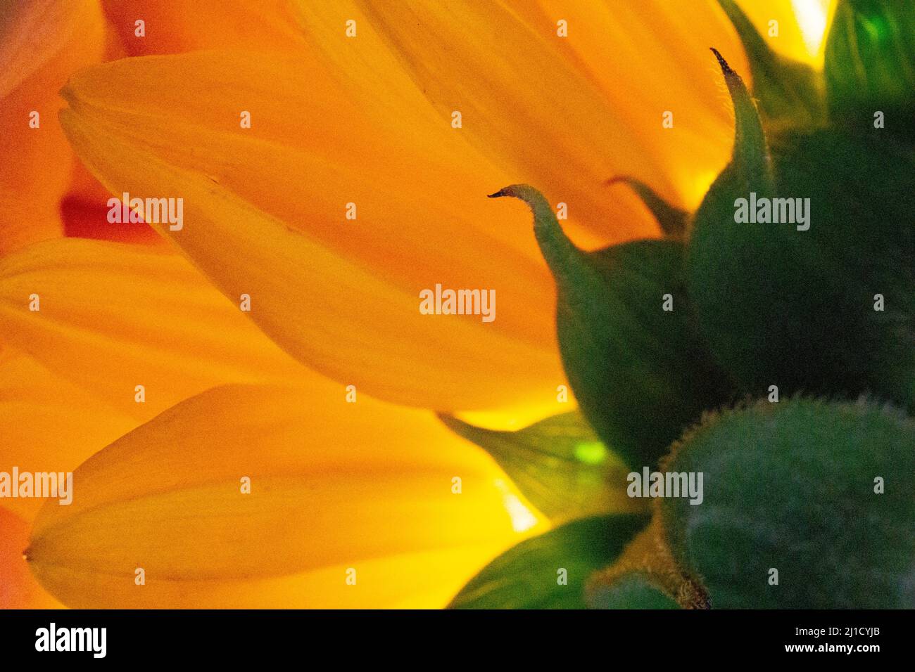 flowers conifer wildflower plants cutes Stock Photo - Alamy