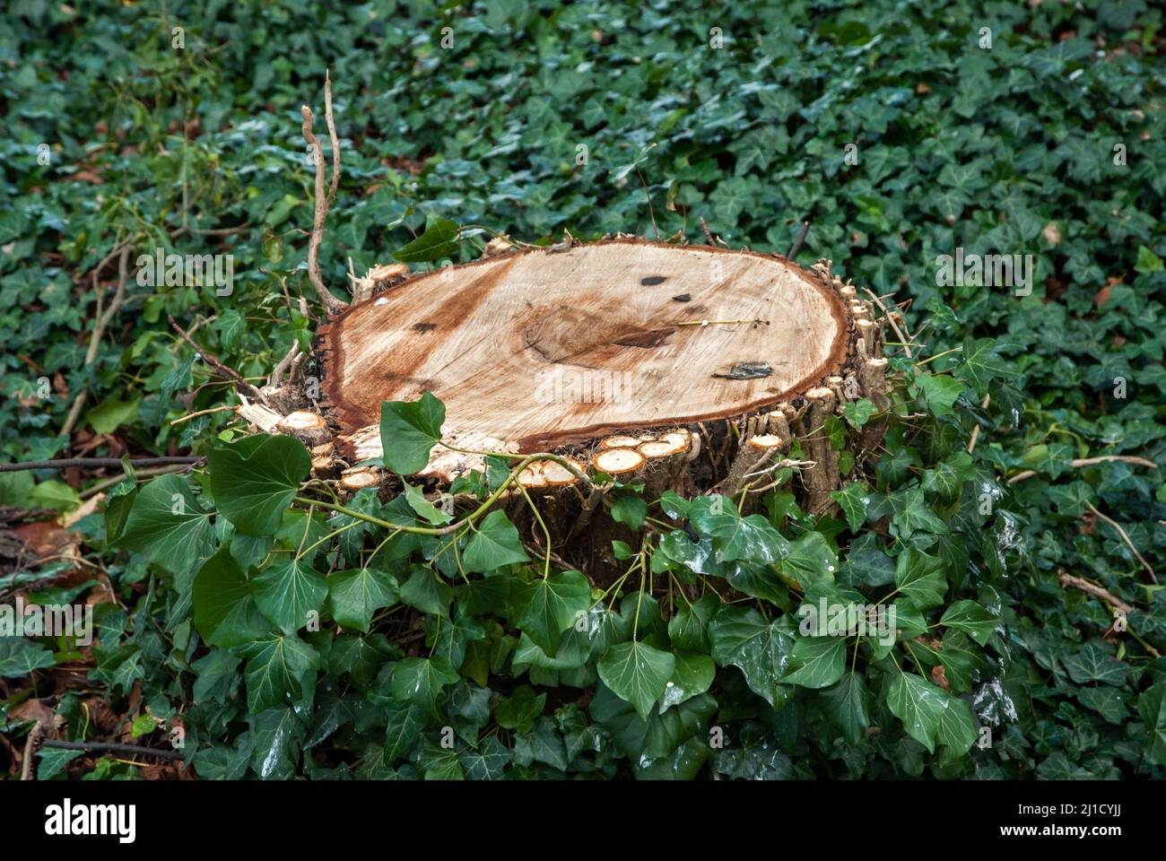 Stump of large tree cut down among ivy leaves Stock Photo - Alamy
