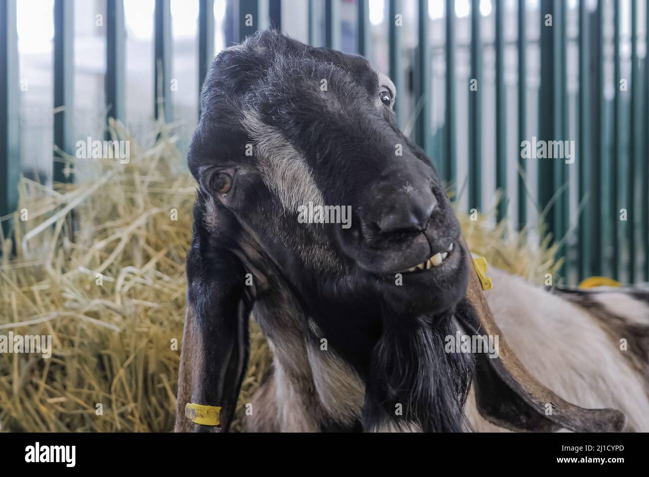 Goat teeth hi-res stock photography and images - Alamy