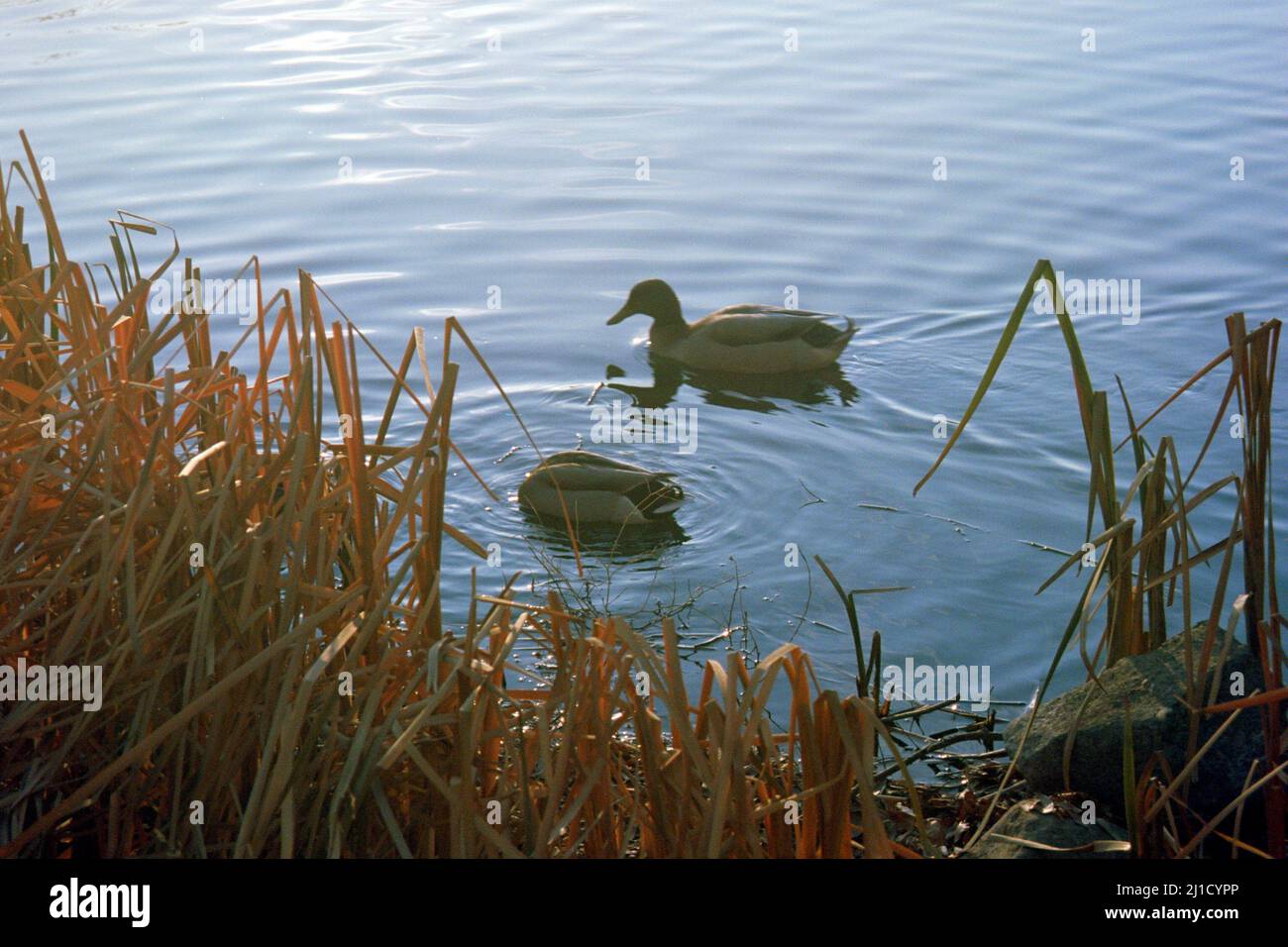 County park near reno hi-res stock photography and images - Alamy
