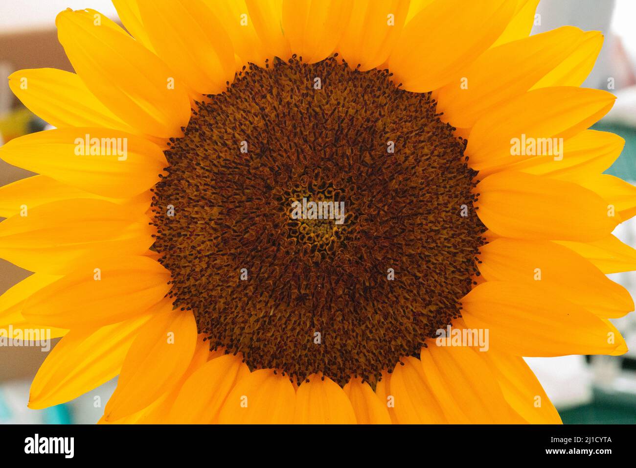 flowers conifer wildflower plants cutes Stock Photo - Alamy