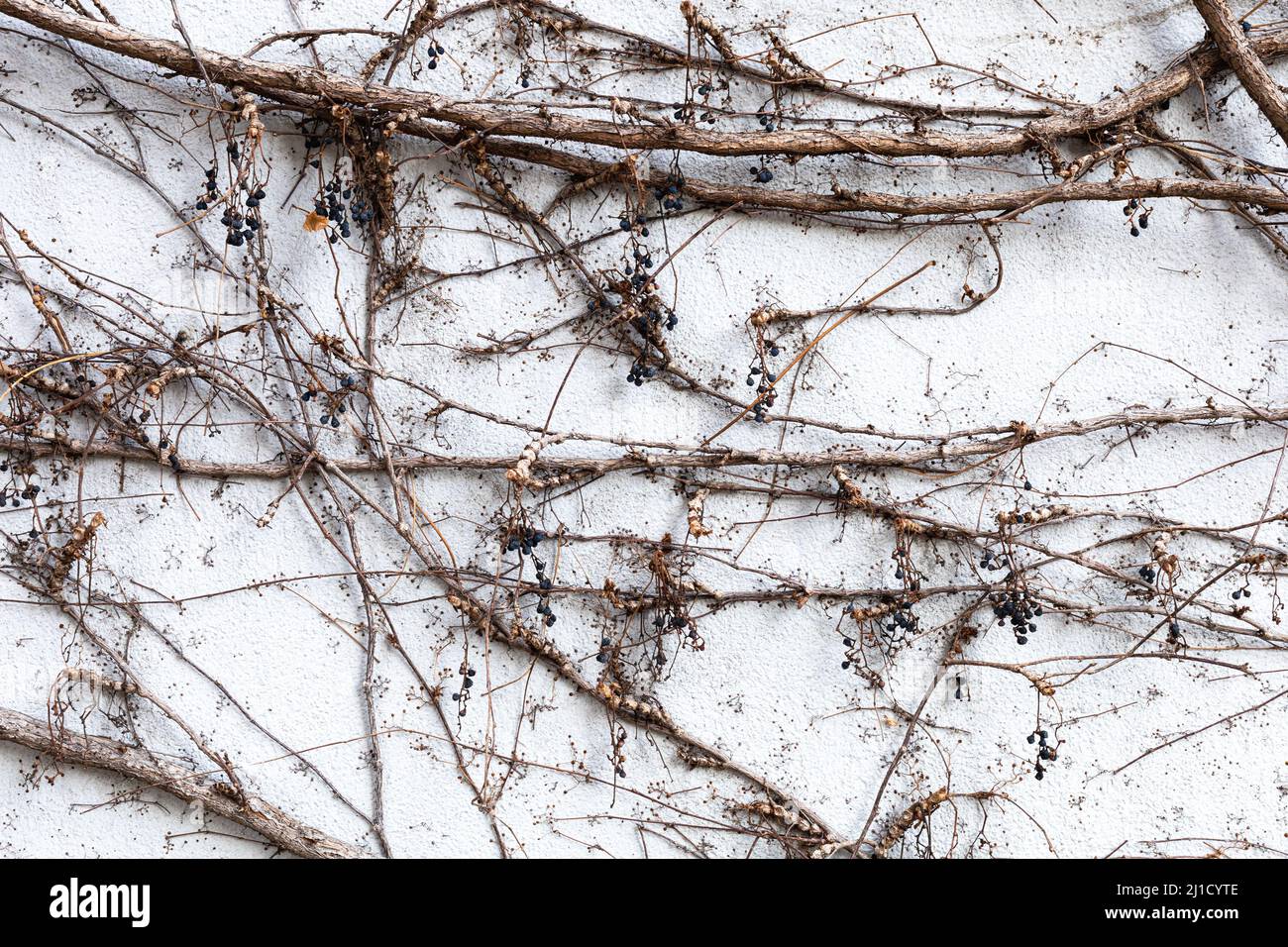 Dry Ivy on white wall, winter time background Stock Photo - Alamy