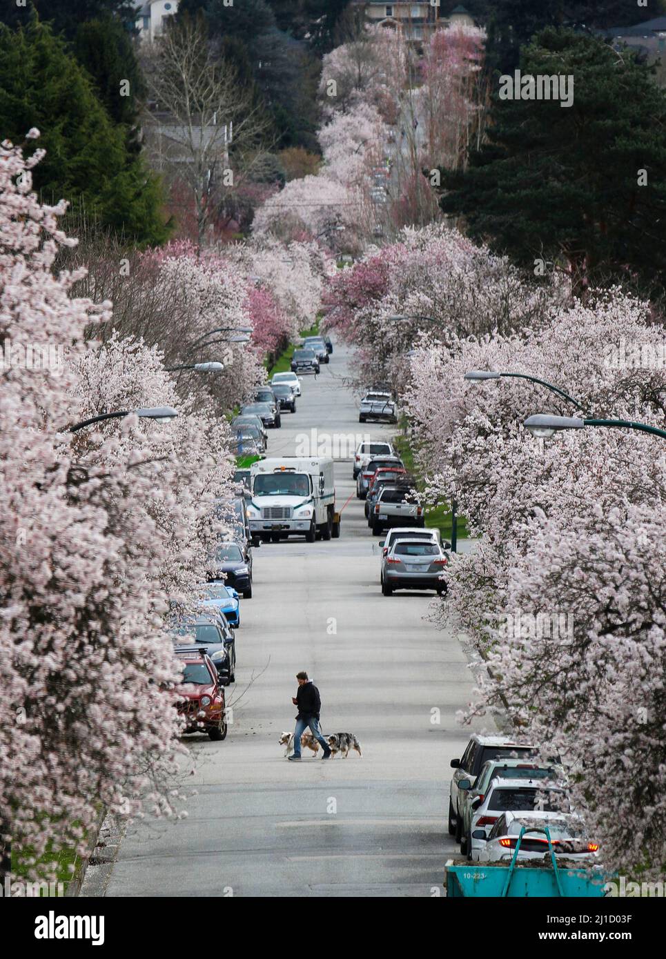 Vancouver, Canada. 24th Mar, 2022. Cherry blossoms are seen along a ...