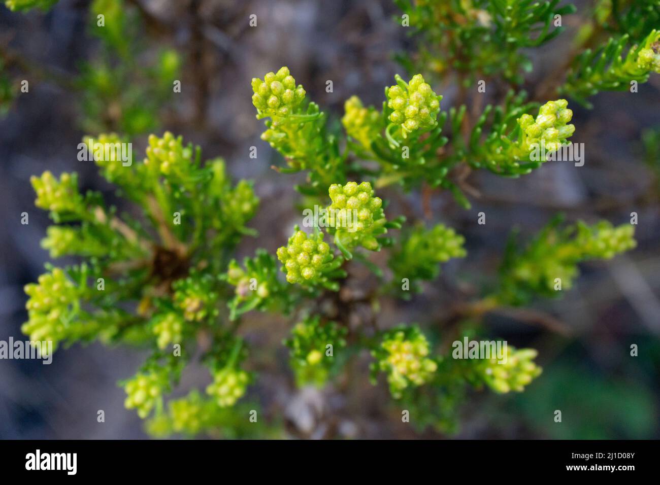 flowers conifer wildflower plants cutes Stock Photo - Alamy