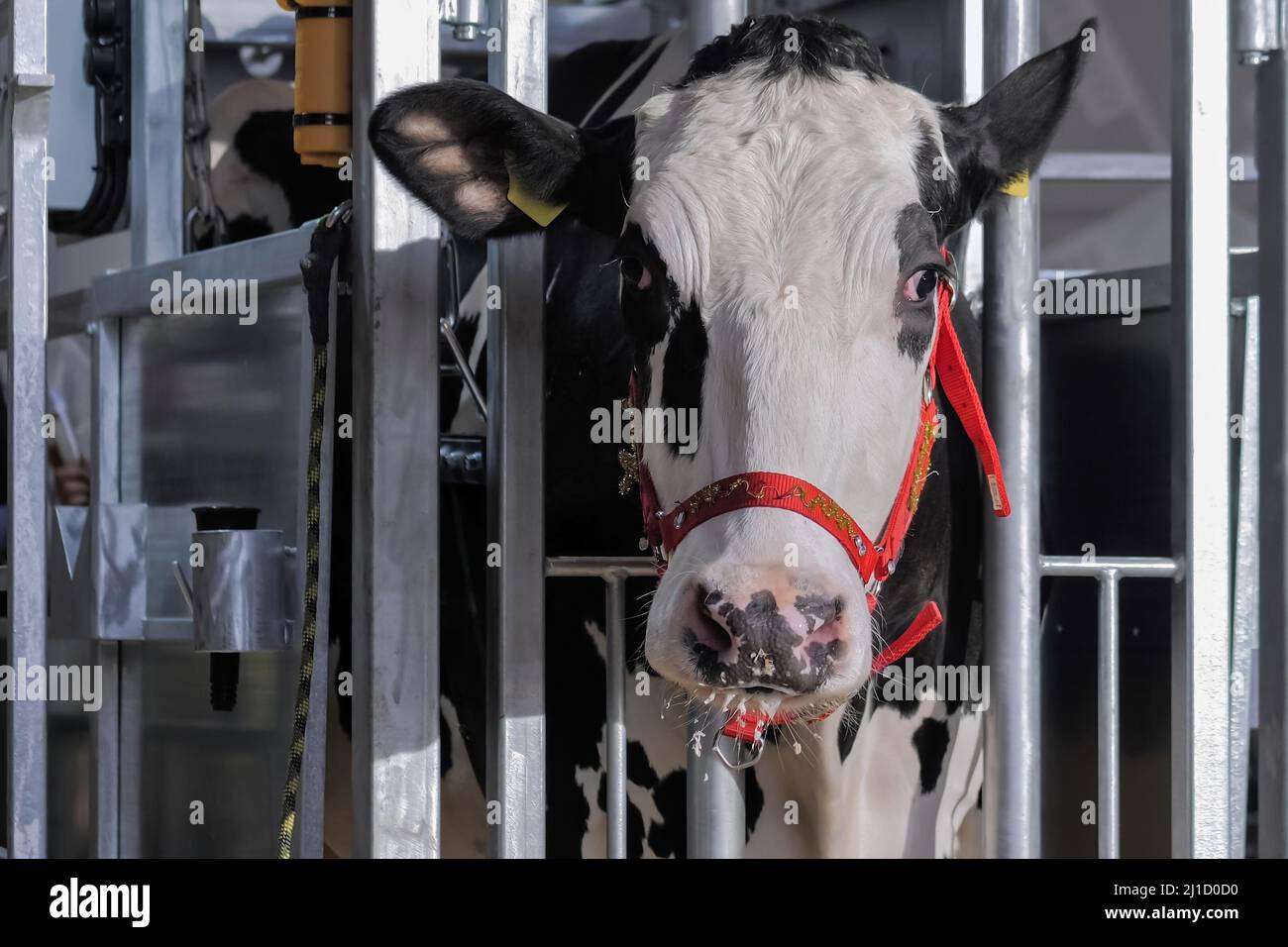 Scared black and white cow at agricultural animal exhibition, trade ...