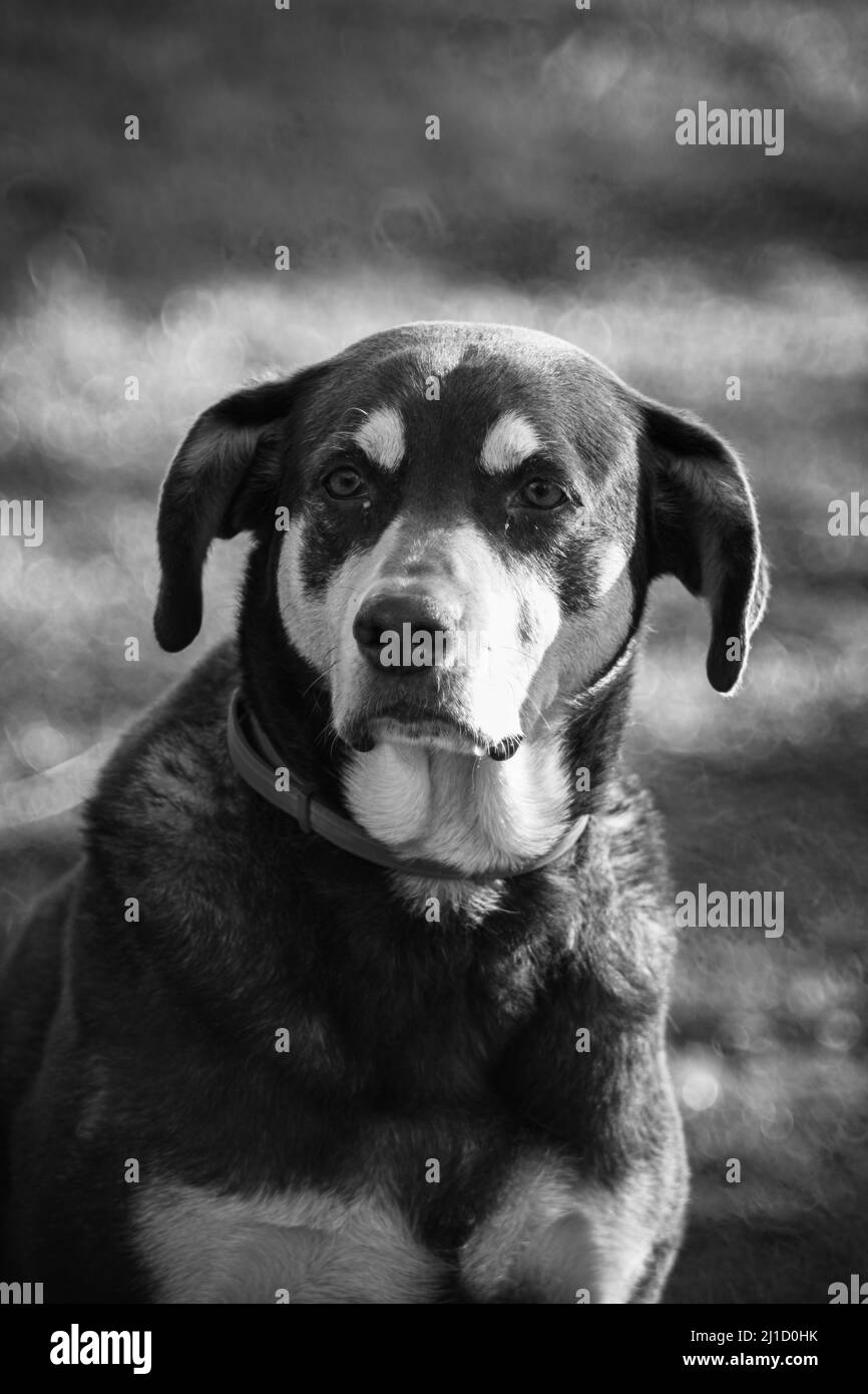 A vertical grayscale shot of an adult dog in a park against a blurred ...