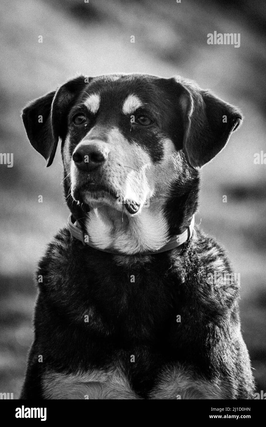 A vertical grayscale shot of an adult dog in a park against a blurred ...