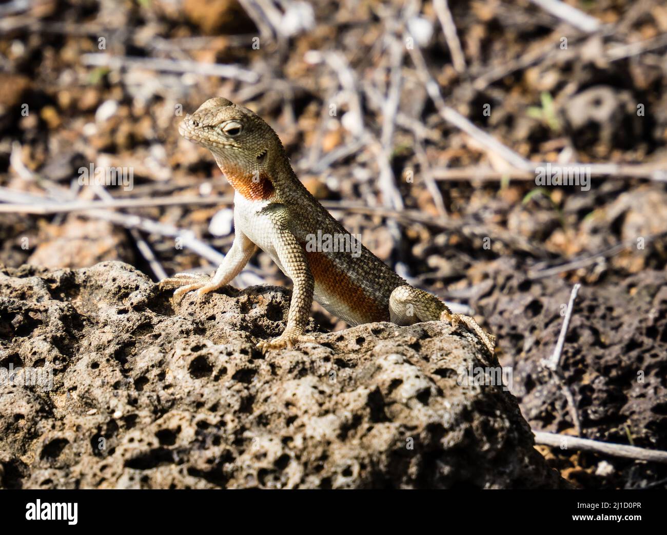 Female lava lizard hi-res stock photography and images - Alamy