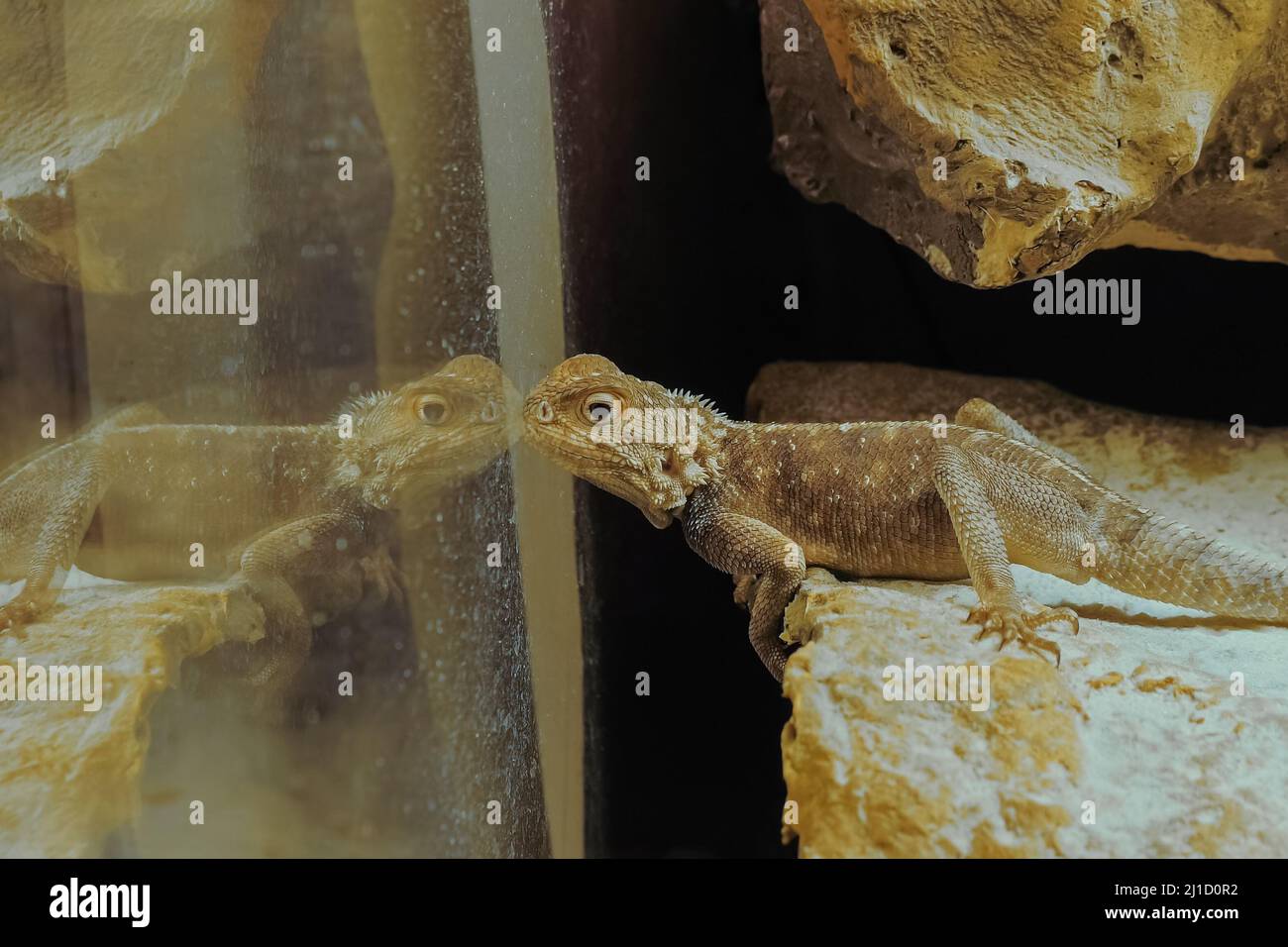 Little lizard gecko crawling on hi-res stock photography and images - Alamy