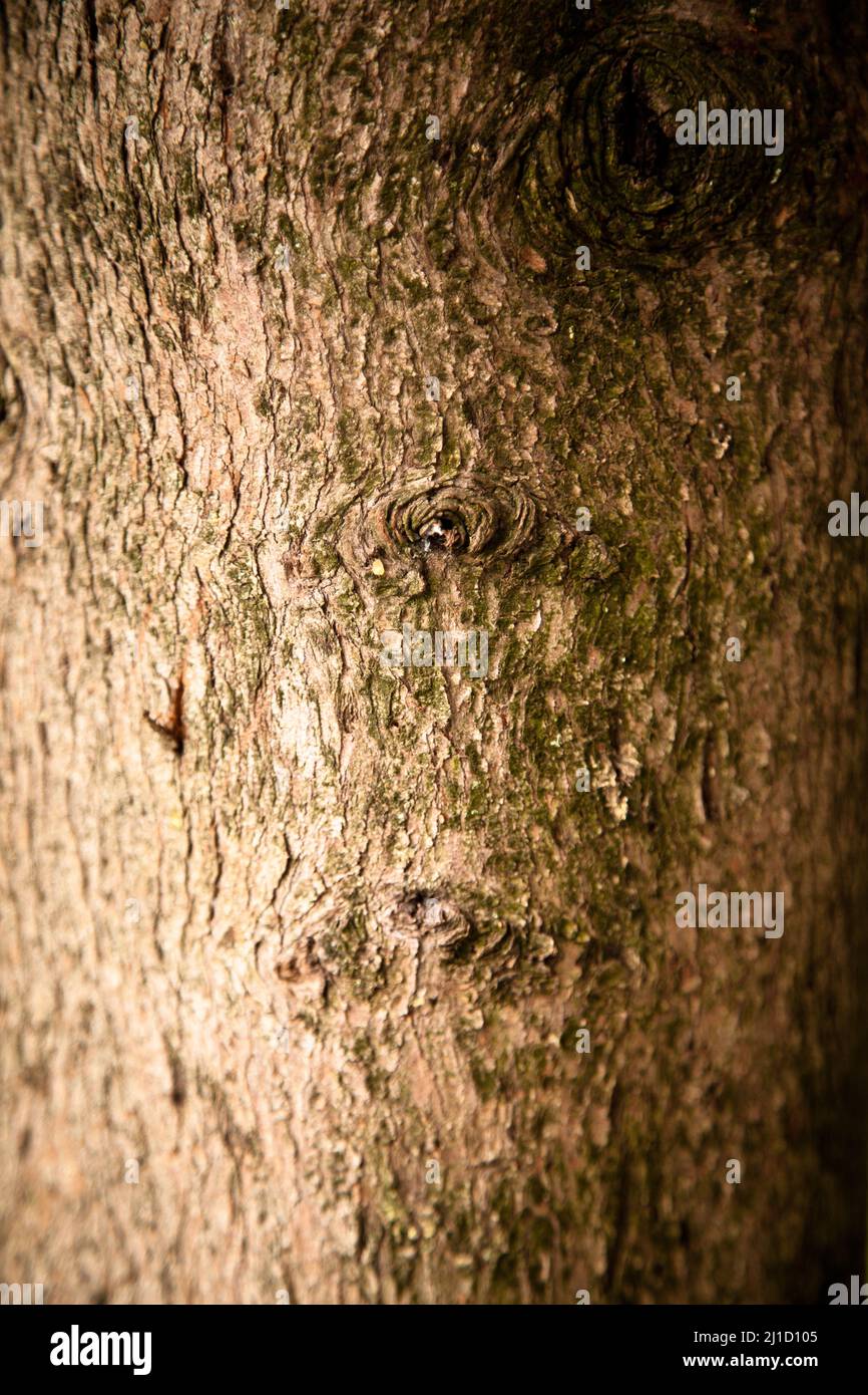 Brown old cypress tree bark texture detail, background cypress bark ...