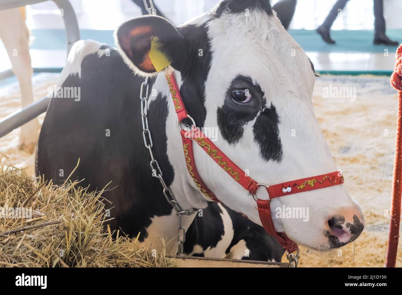 Black and white Holstein cow at agricultural animal exhibition, trade ...