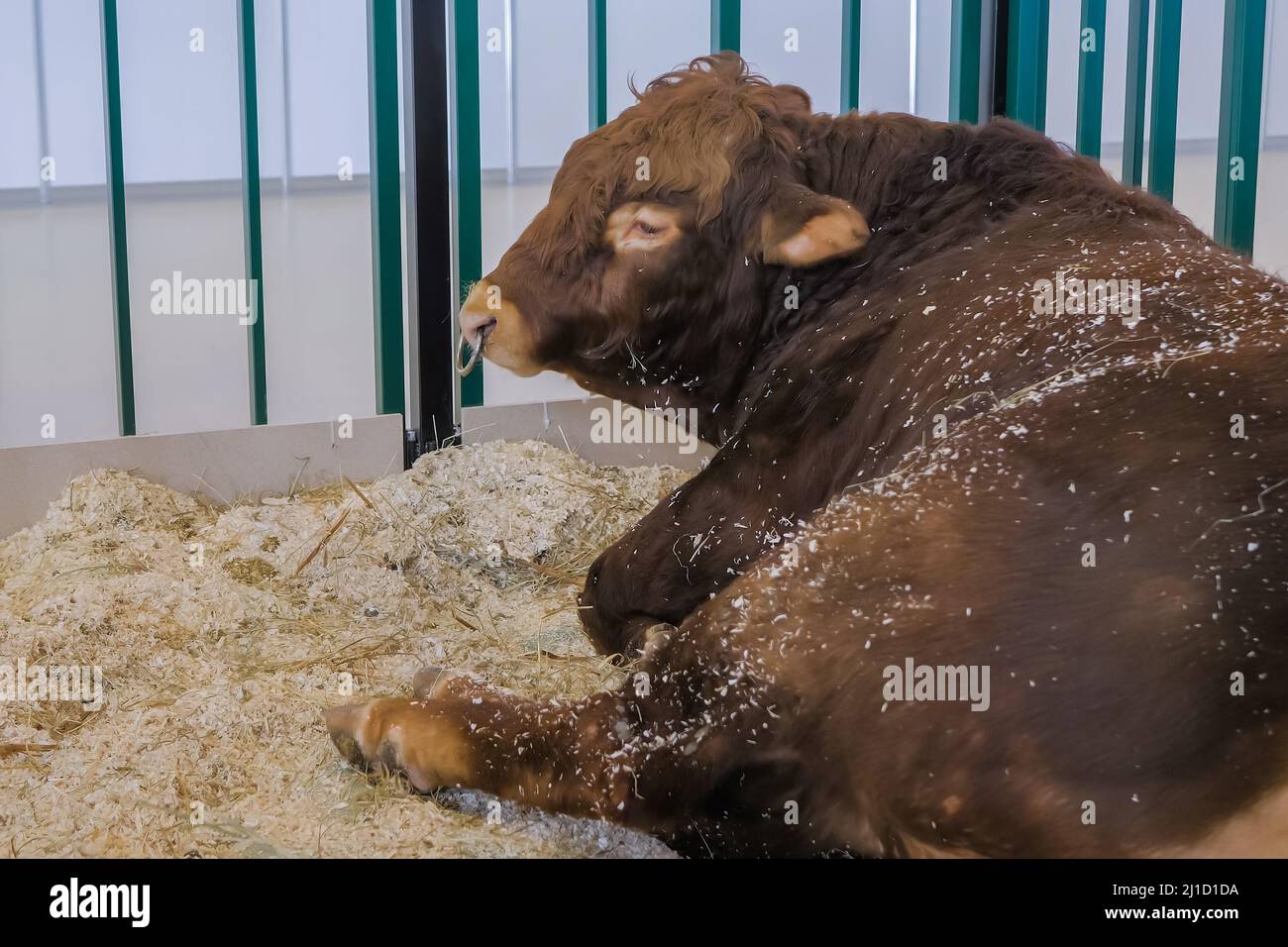 Large brown Limousin bull resting at agricultural animal exhibition ...
