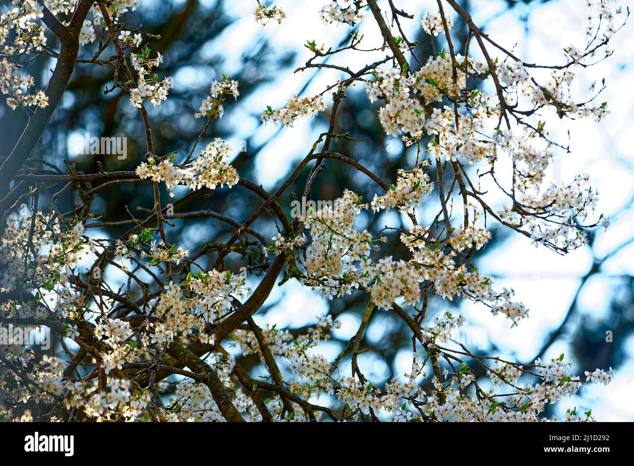 Magnolie grandiflora baum hi-res stock photography and images - Alamy