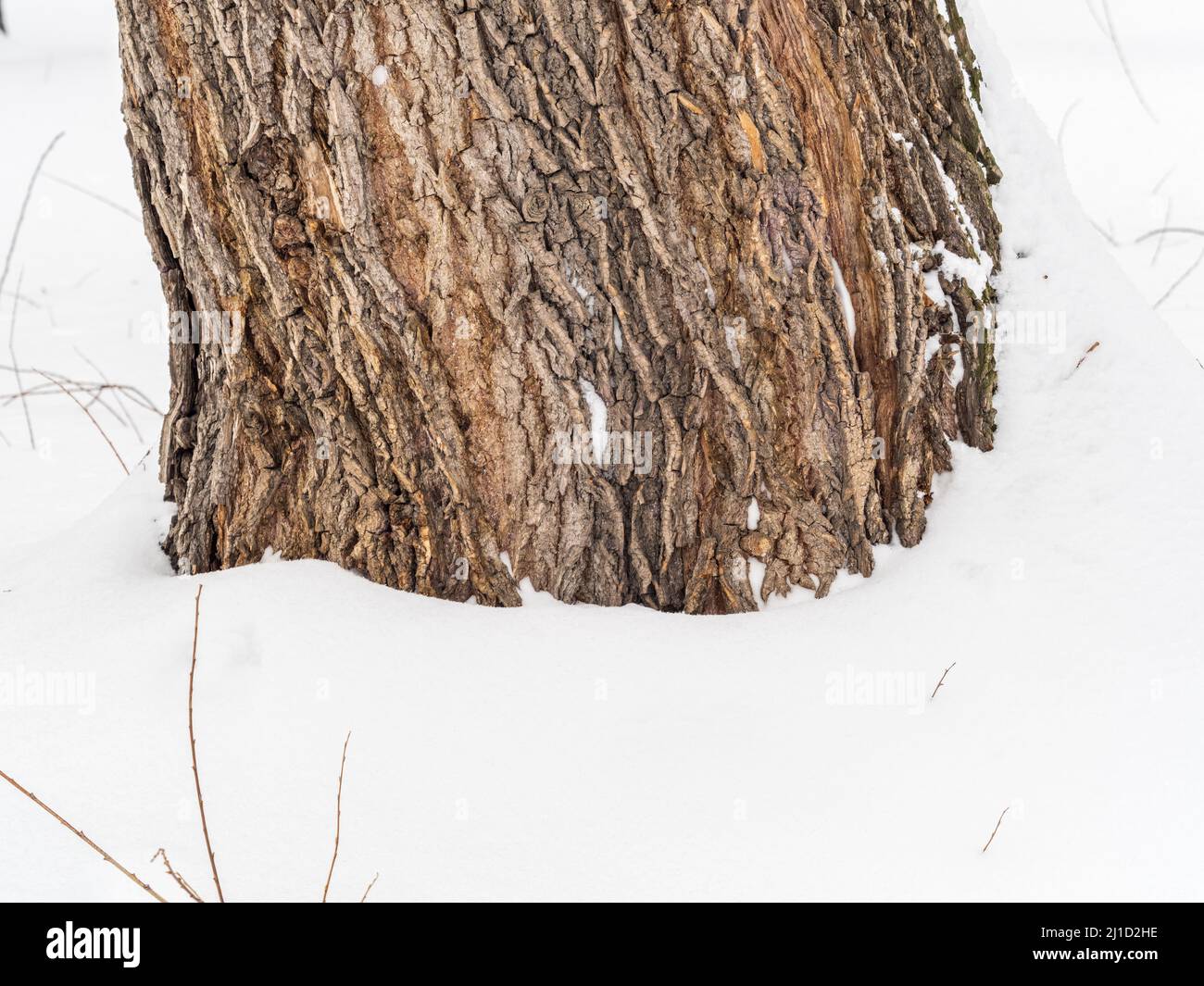 Poplar tree bark with wooden texture nature background with snow ...