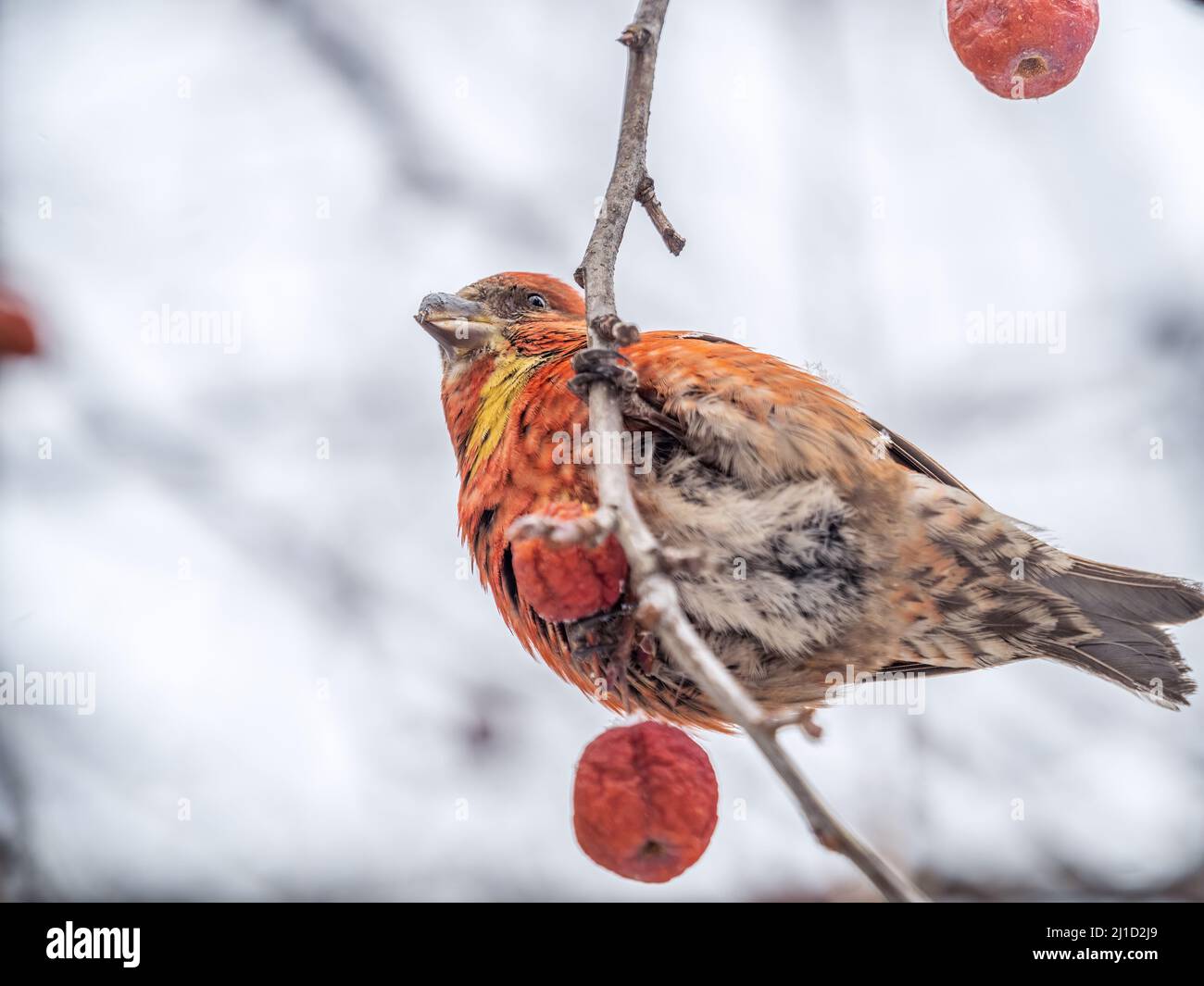 Red Crossbill male sitting on the tree branch and eats wild apple ...