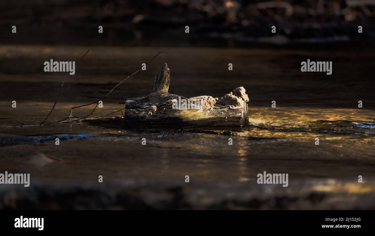 A closeup shot of a floating log on a river at night Stock Photo - Alamy
