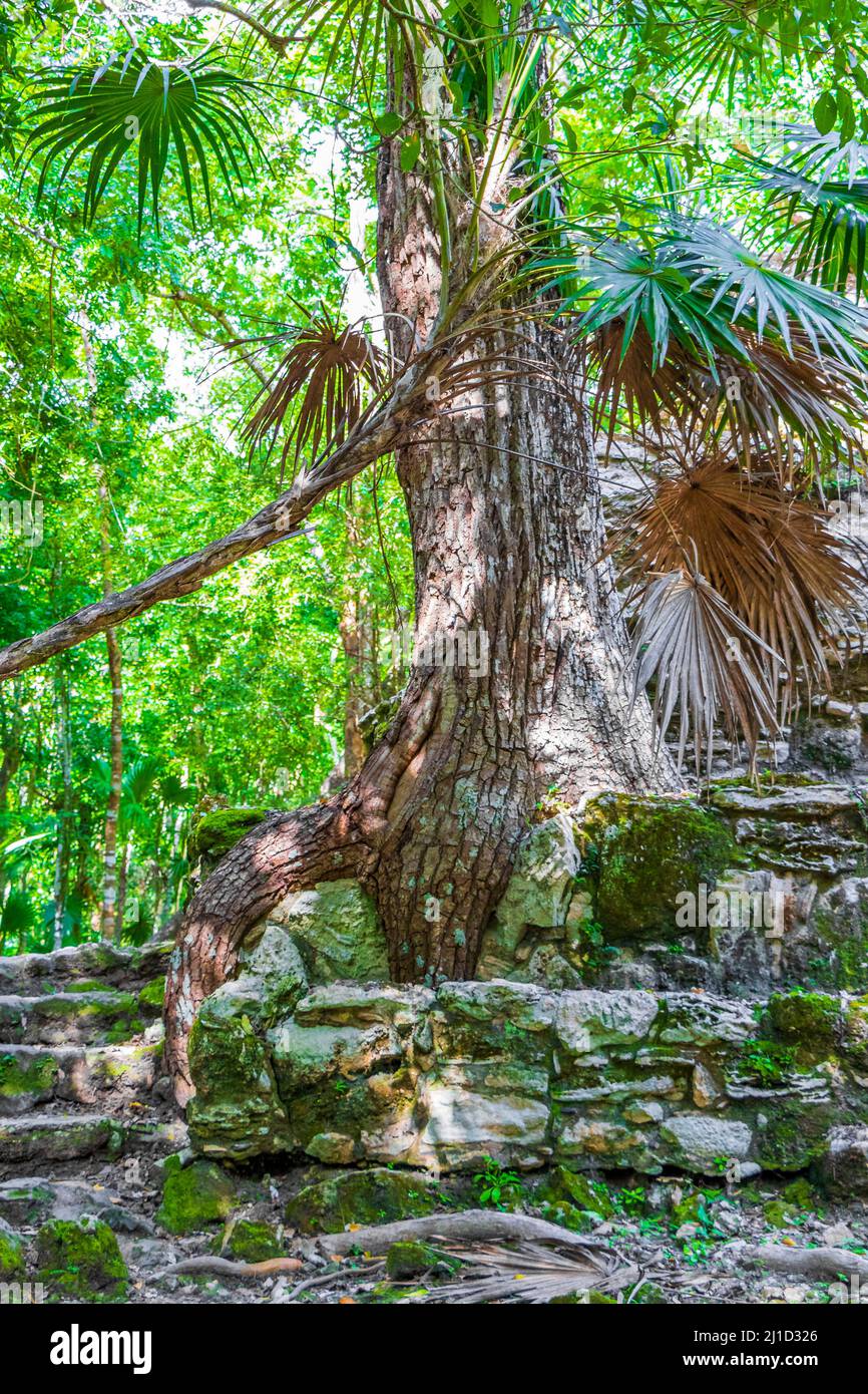 Tree roots grow through stones at the ancient Mayan site with temple ...