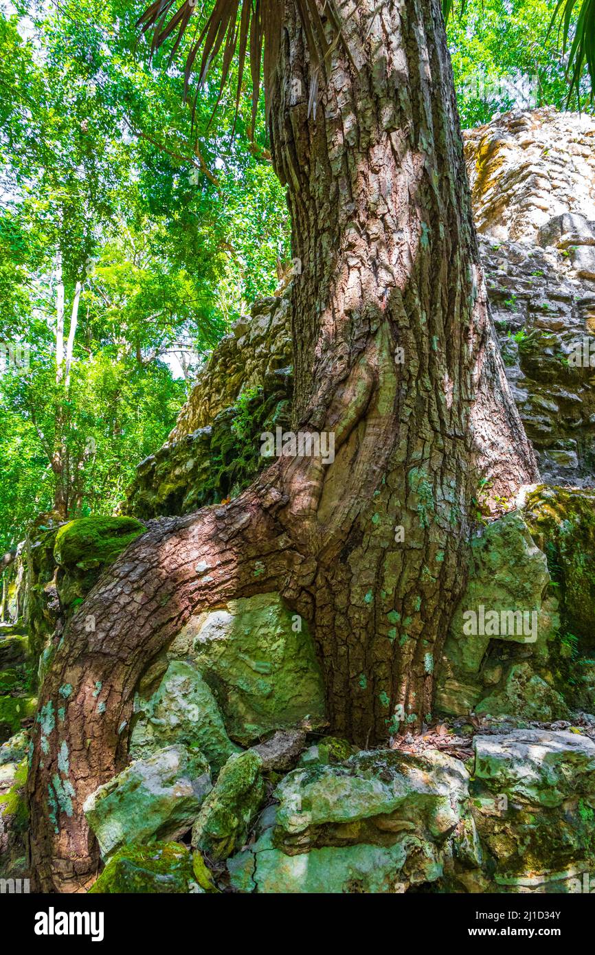 Tree roots grow through stones at the ancient Mayan site with temple ...