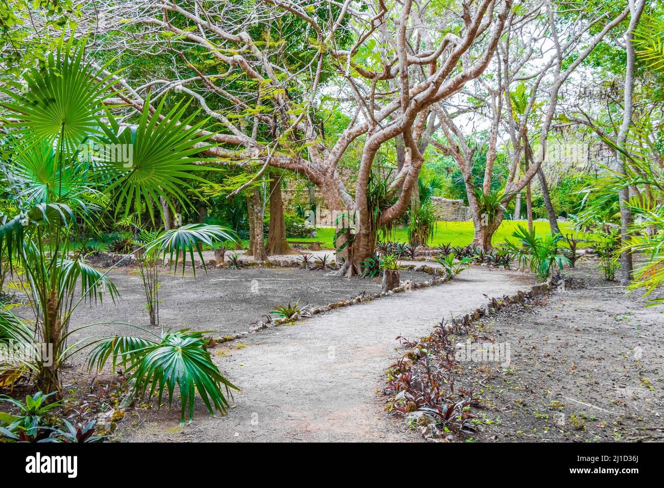 Tropical natural jungle forest plants palm trees and walking trails at ...