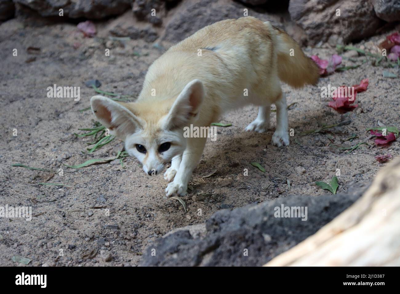 Fennek oder Wüstenfuchs (Vulpes zerda) im Oasis Park, La Lajita ...