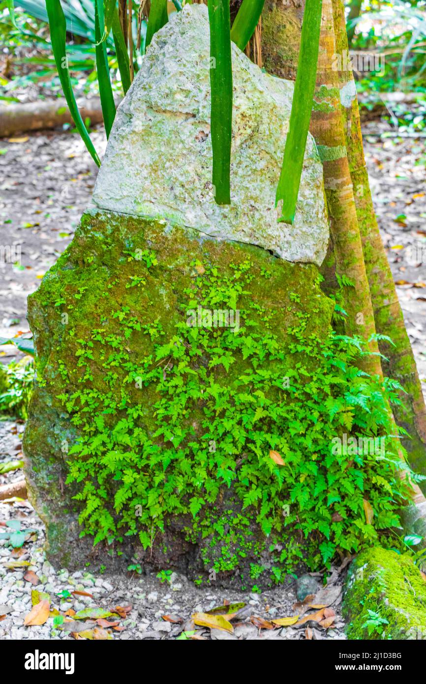 Tropical natural jungle forest plants palm trees and rocks stones ...
