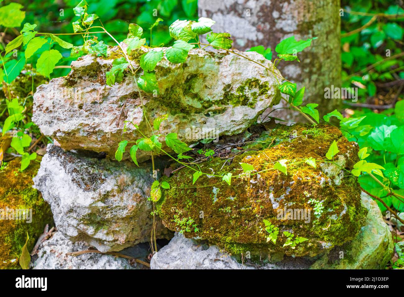 Tropical natural jungle forest plants palm trees and rocks stones ...