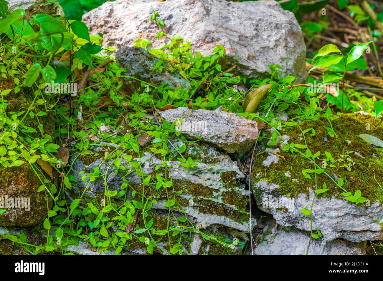 Tropical natural jungle forest plants palm trees and rocks stones ...
