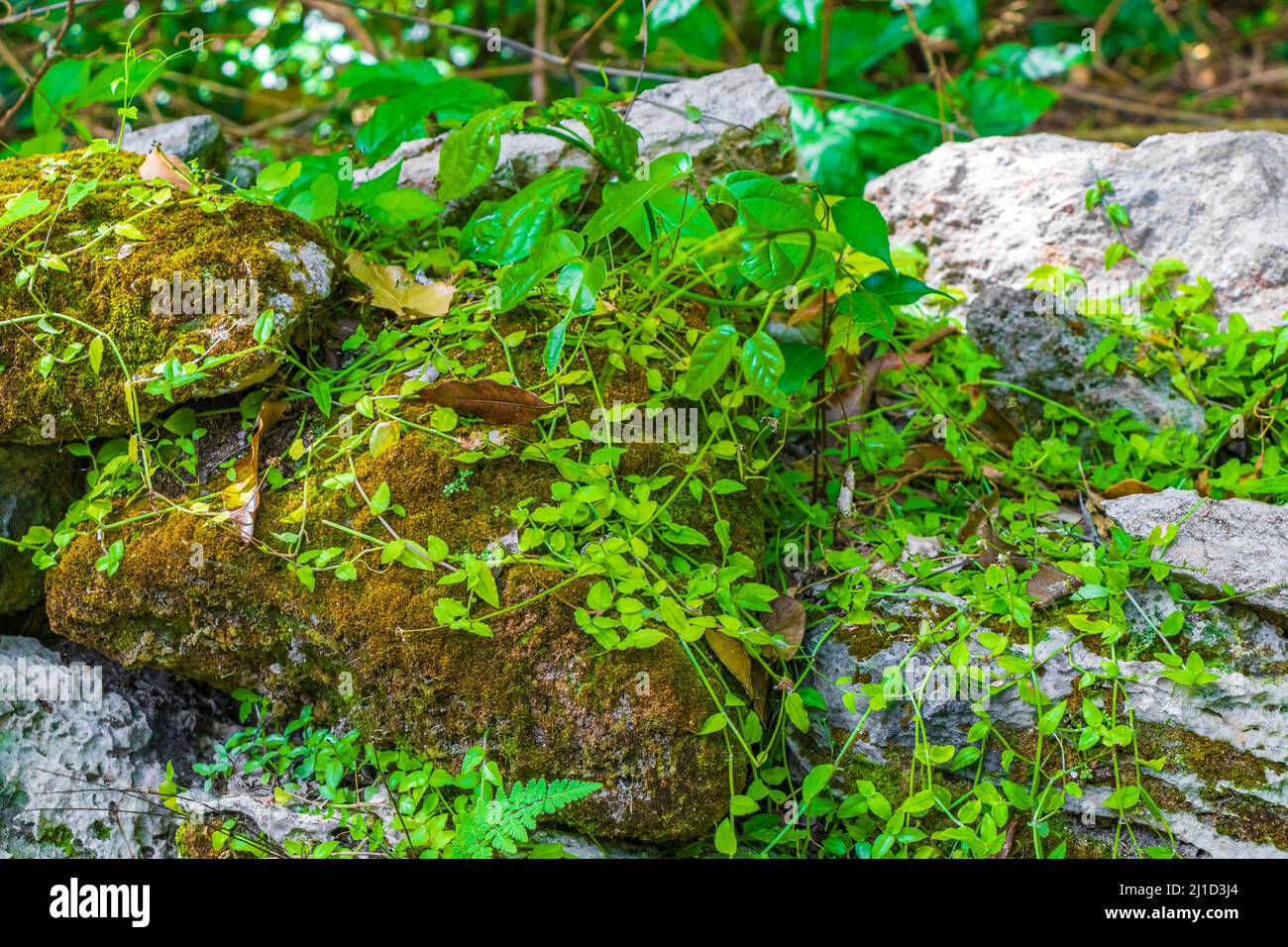Tropical natural jungle forest plants palm trees and rocks stones ...