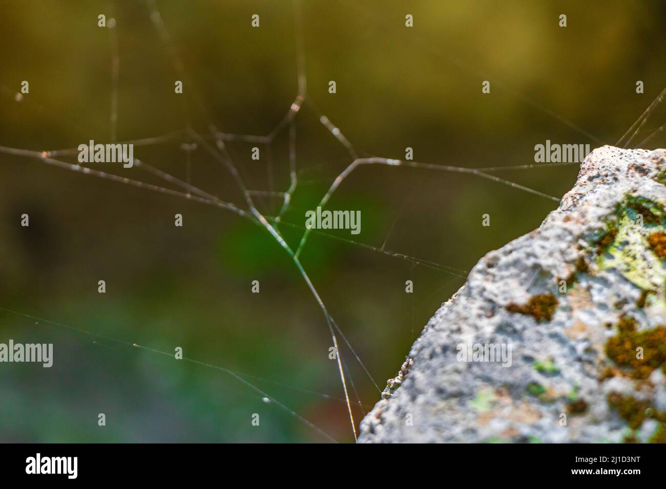 Beautiful spider web between rocks stones boulders and tropical plants ...