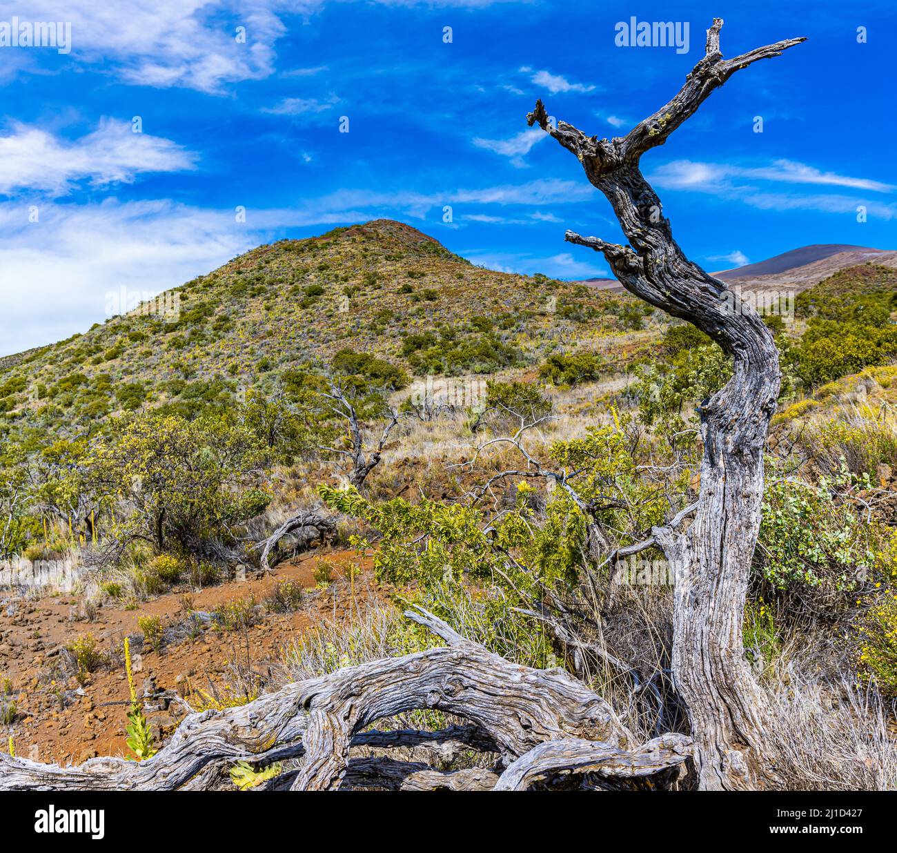 Twisted tree trunk hi-res stock photography and images - Alamy