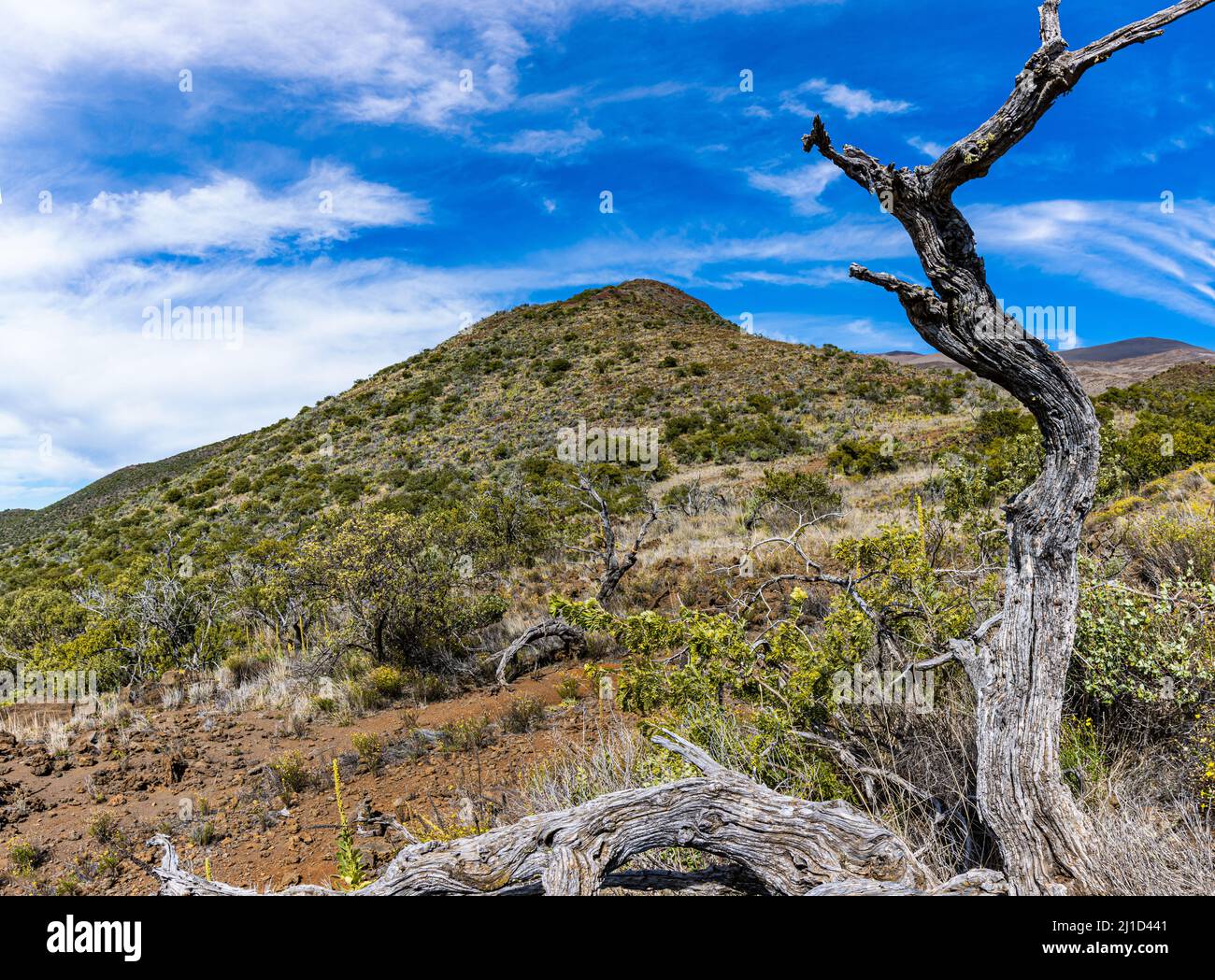 Twisted tree trunk hi-res stock photography and images - Alamy