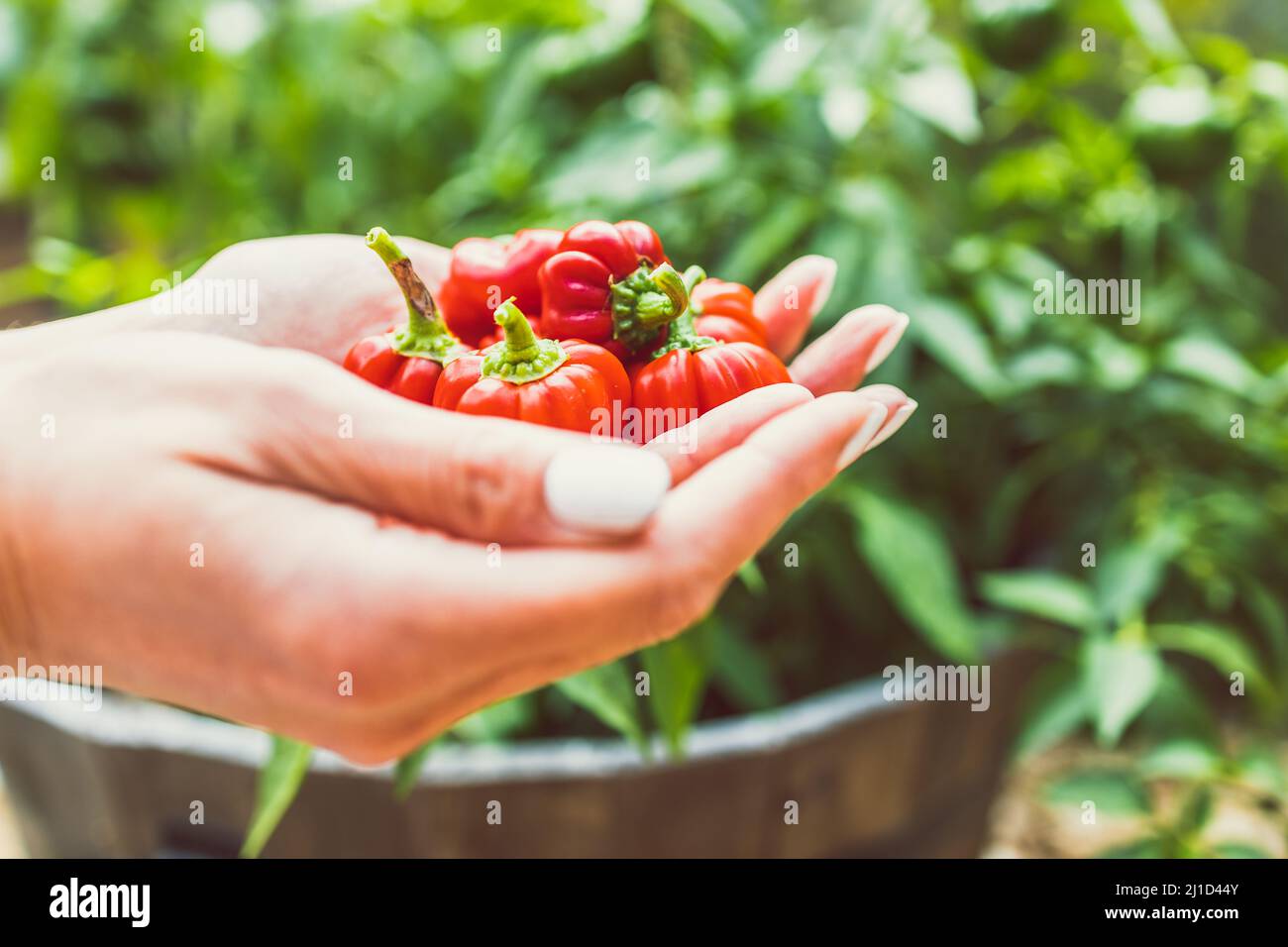 hands holding mini capsicum bell peppers in front of veggie plant ...