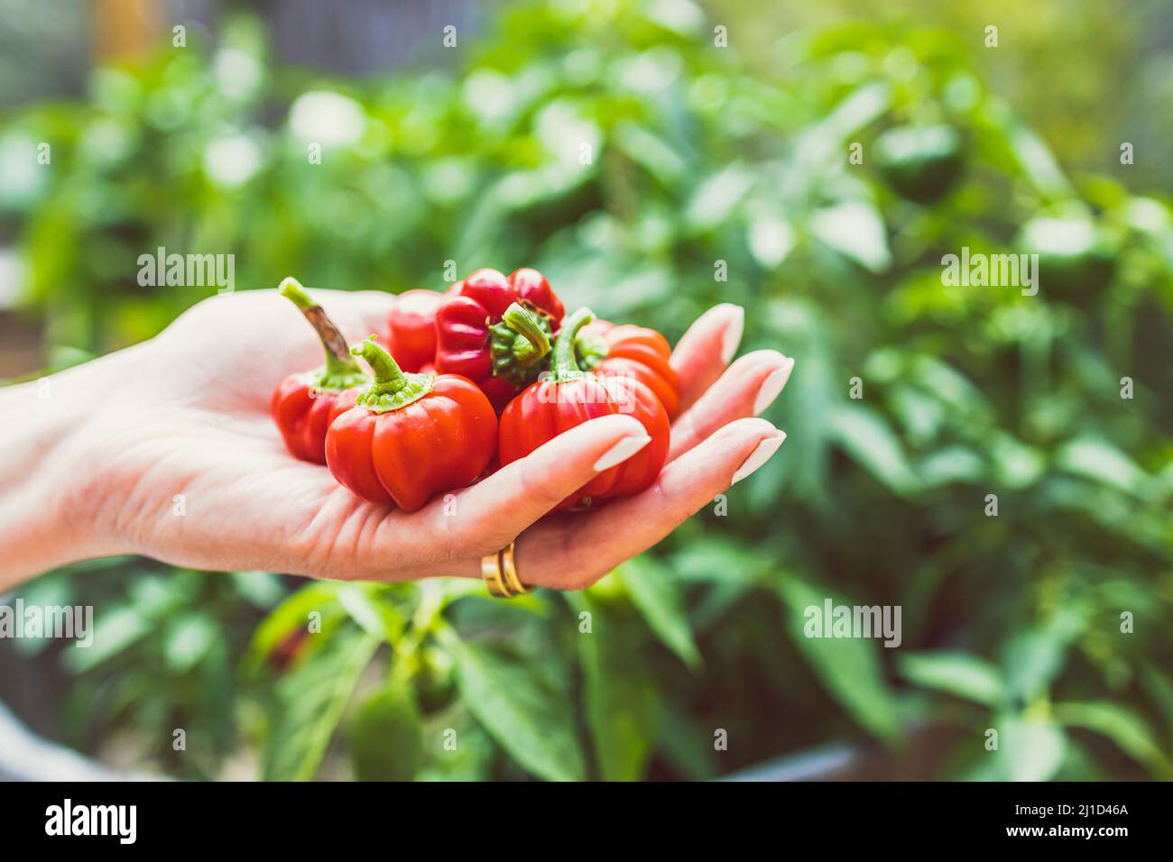 hands holding mini capsicum bell peppers in front of veggie plant ...