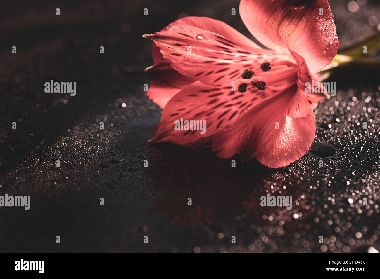 Freesia flower hi-res stock photography and images - Alamy