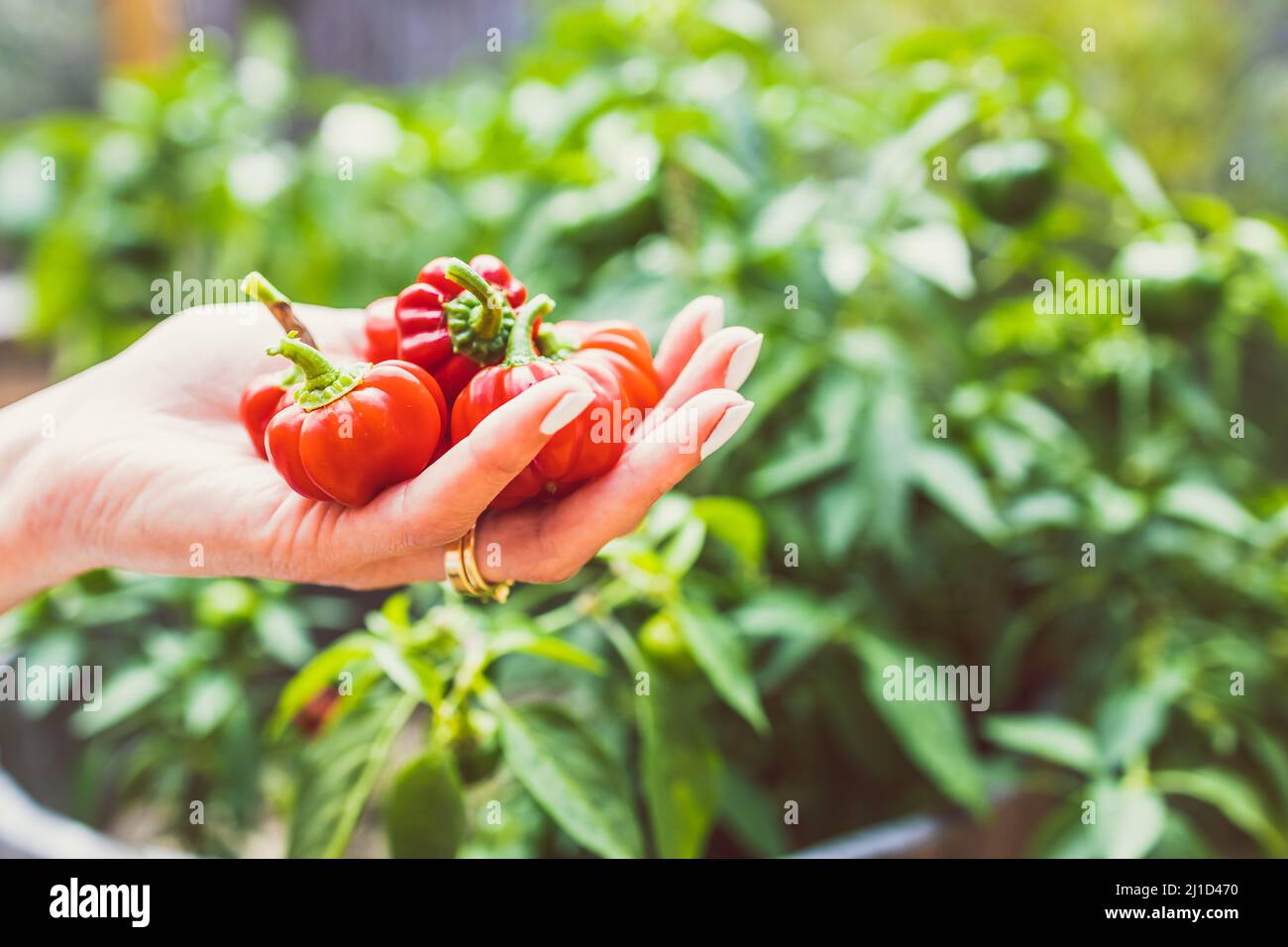 hands holding mini capsicum bell peppers in front of veggie plant ...