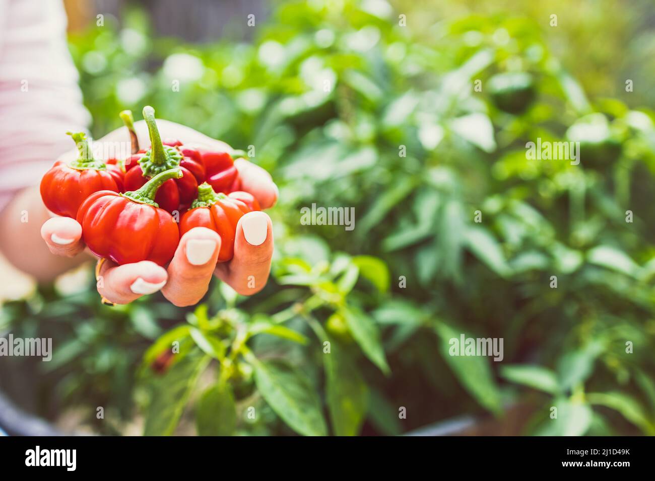 hands holding mini capsicum bell peppers in front of veggie plant ...