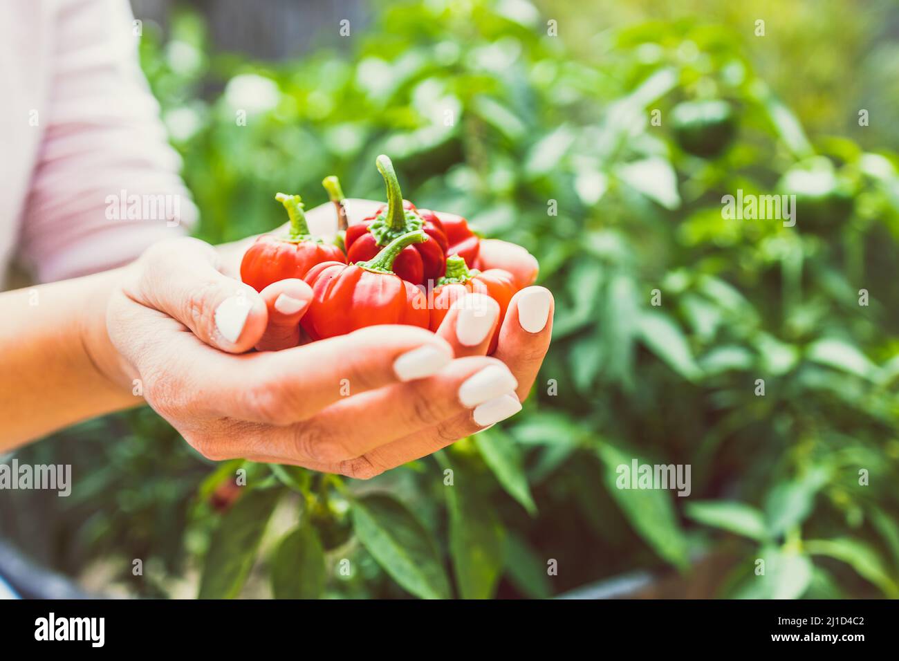 hands holding mini capsicum bell peppers in front of veggie plant ...