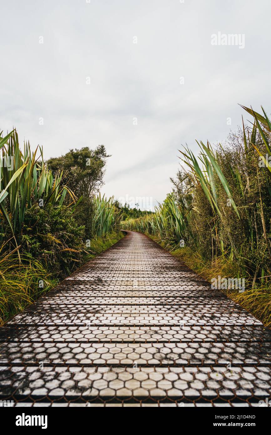 A vertical shot of pathway along tall grass into Lake Mahinapua in New ...