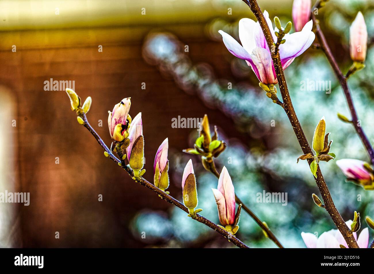 Magnolie grandiflora baum hi-res stock photography and images - Alamy