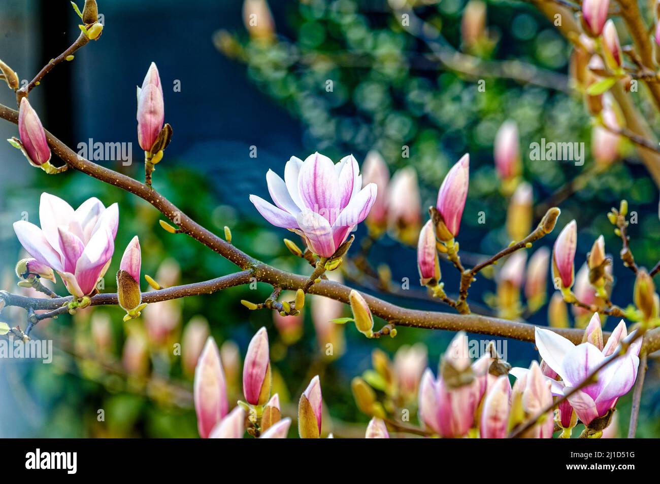 Magnolie grandiflora baum hi-res stock photography and images - Alamy