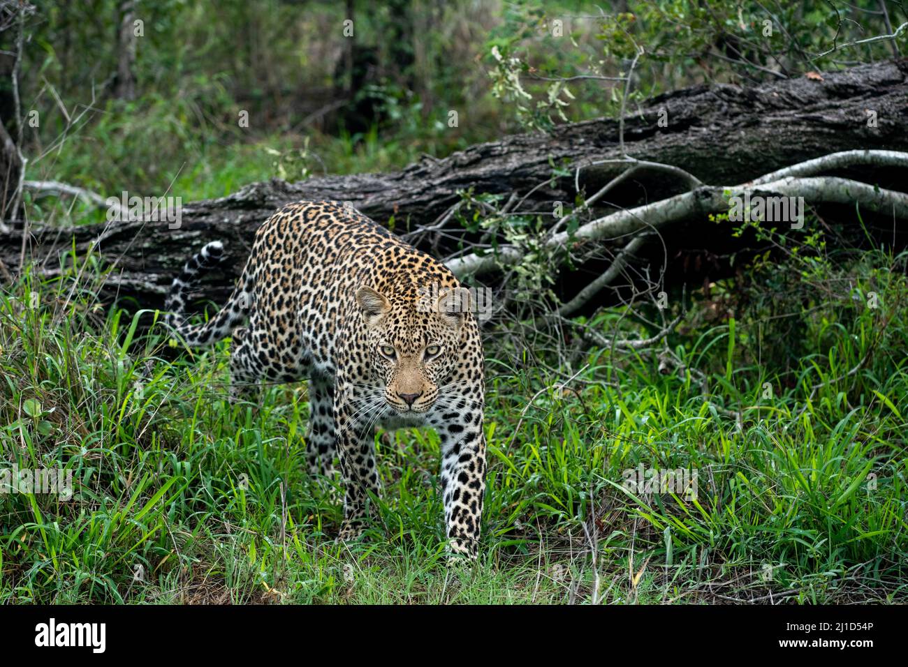 African leopard moving through the bush in South Africa Stock Photo - Alamy