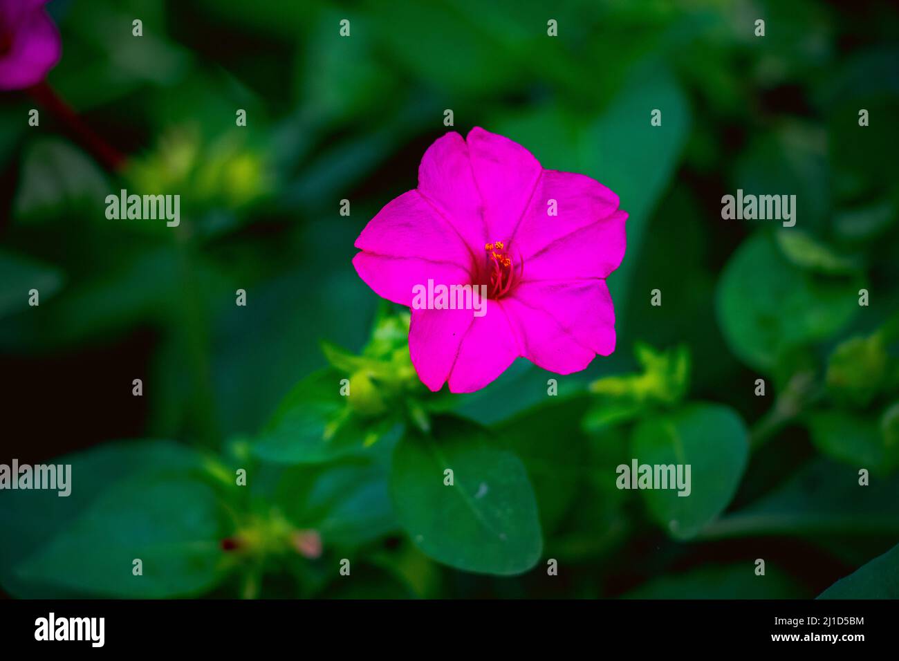 Mirabilis jalapa hi-res stock photography and images - Alamy
