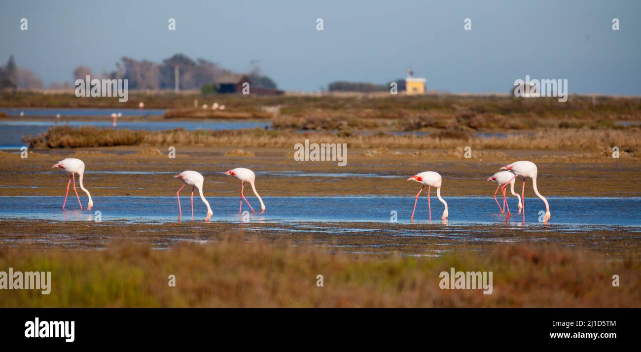 Flamingos in Ebro Delta Natural Park Stock Photo - Alamy